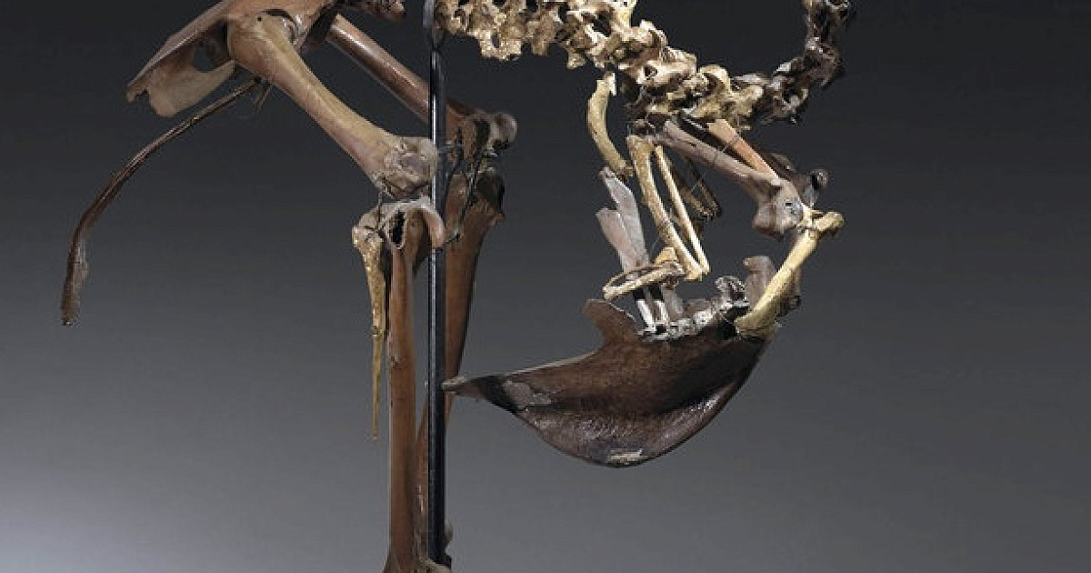 Sold: A Nearly Complete Skeleton of a Dodo